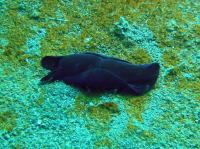 ウミウシの仲間 頭楯目